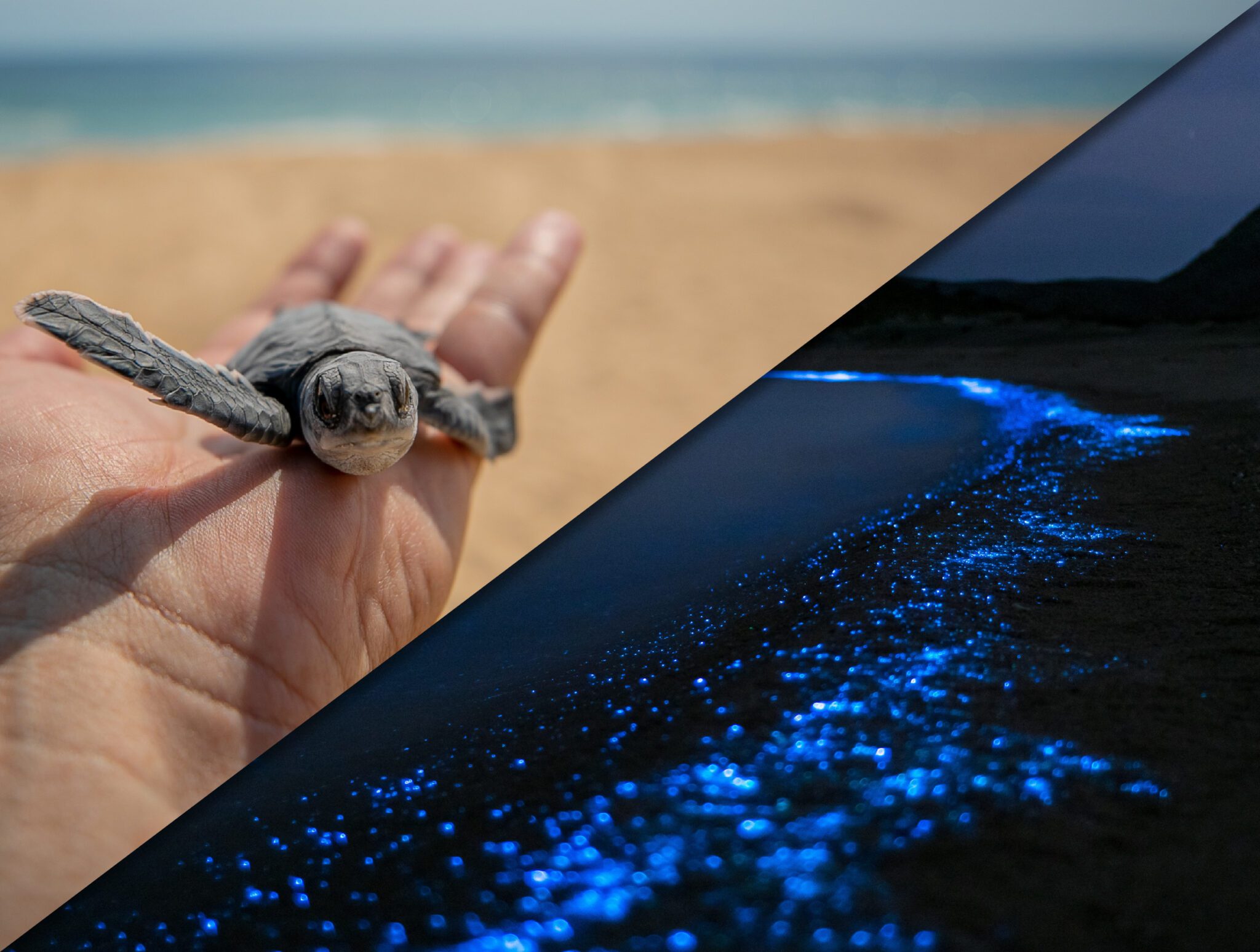 Tour Bioluminiscencia & Liberación De Tortuga – agencias.mexitours